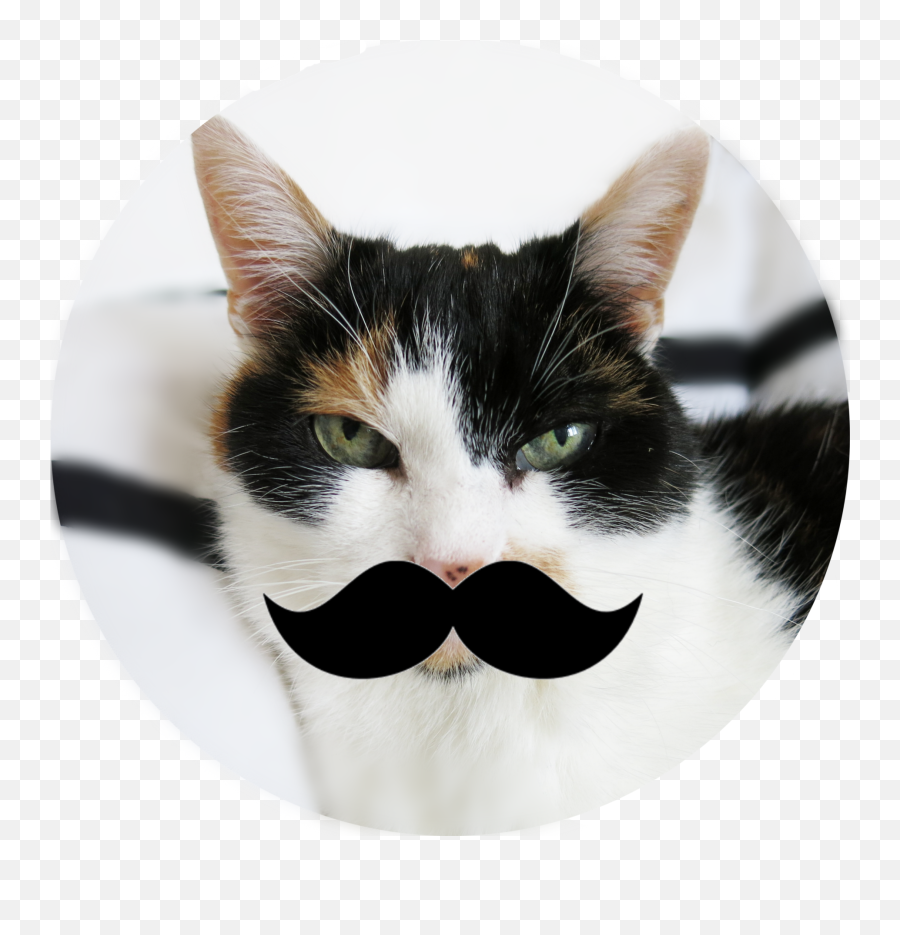 Fun Facts About 100 Soft Emoji Cute Japanese Cat Emoticons Free 